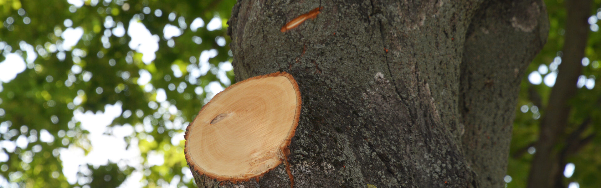 Arborists Bacchus Marsh - B&B Tree Services